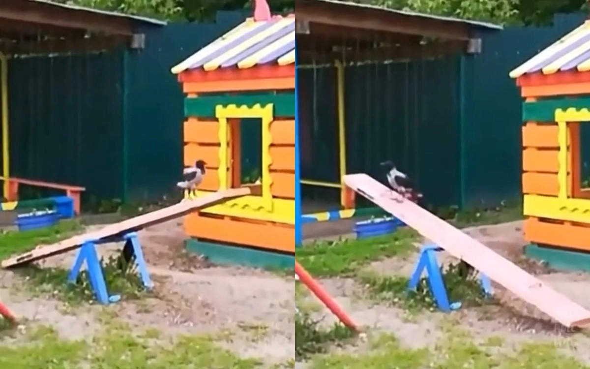 Нашла развлечение: ворона, качающая саму себя на качелях, попала на видео