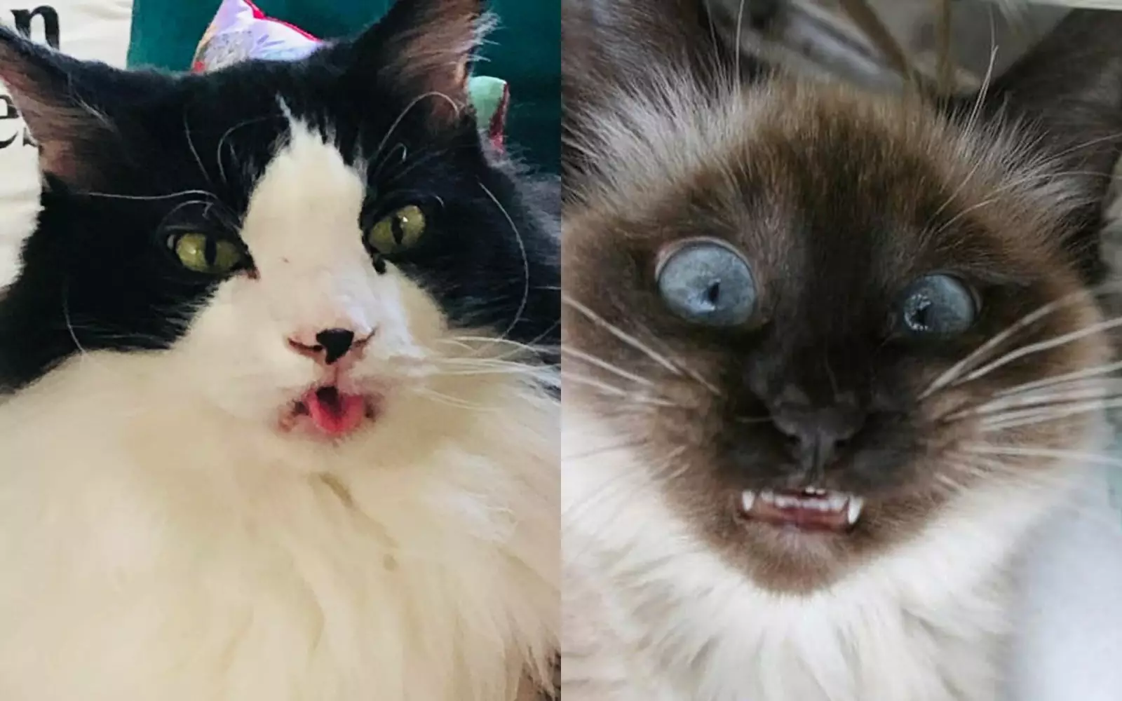 20 кошек, чьи смешные мордахи не оставят и следа от плохого настроения