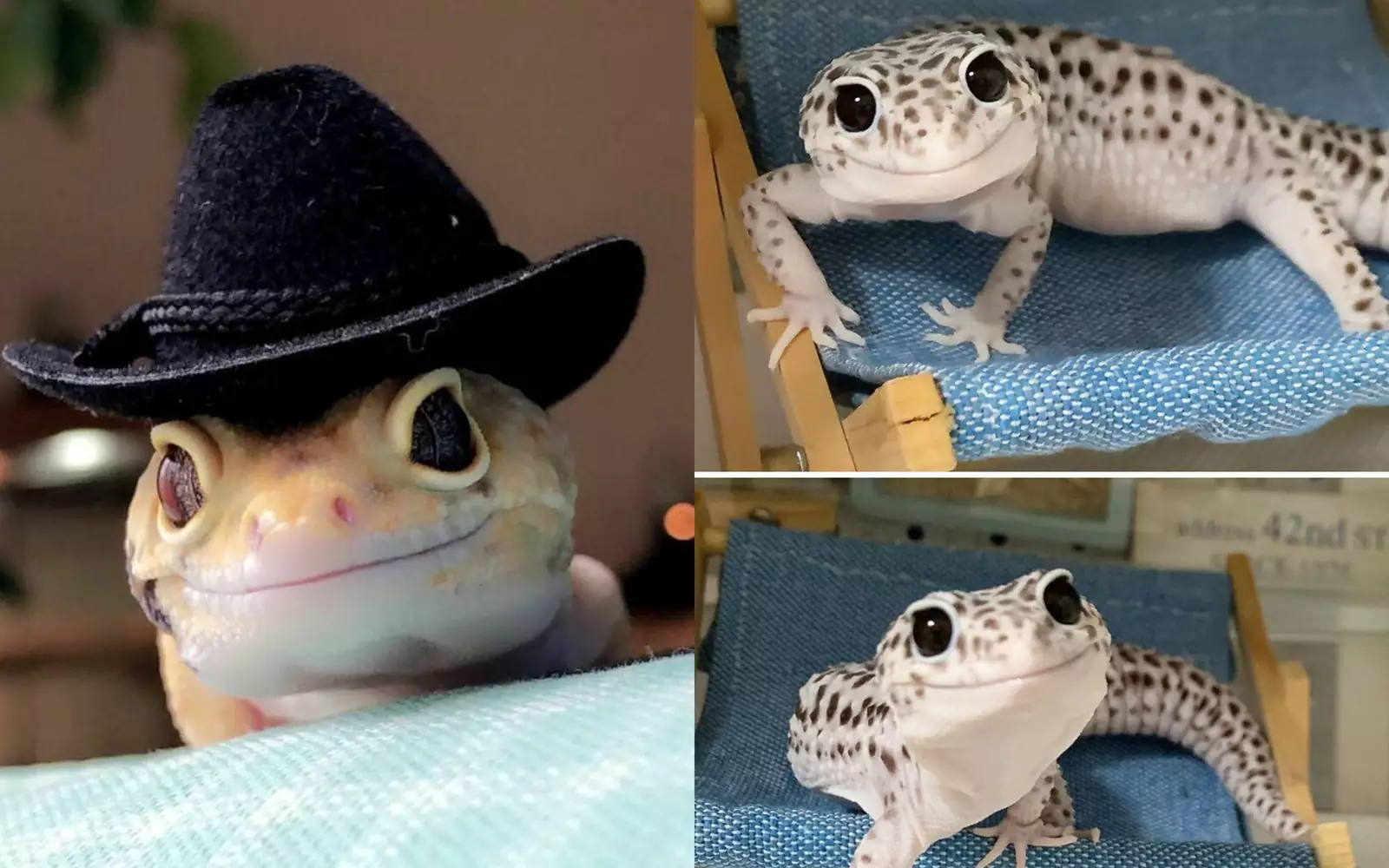 20+ улыбчивых ящерок, которые мгновенно сделают хмурый день светлей