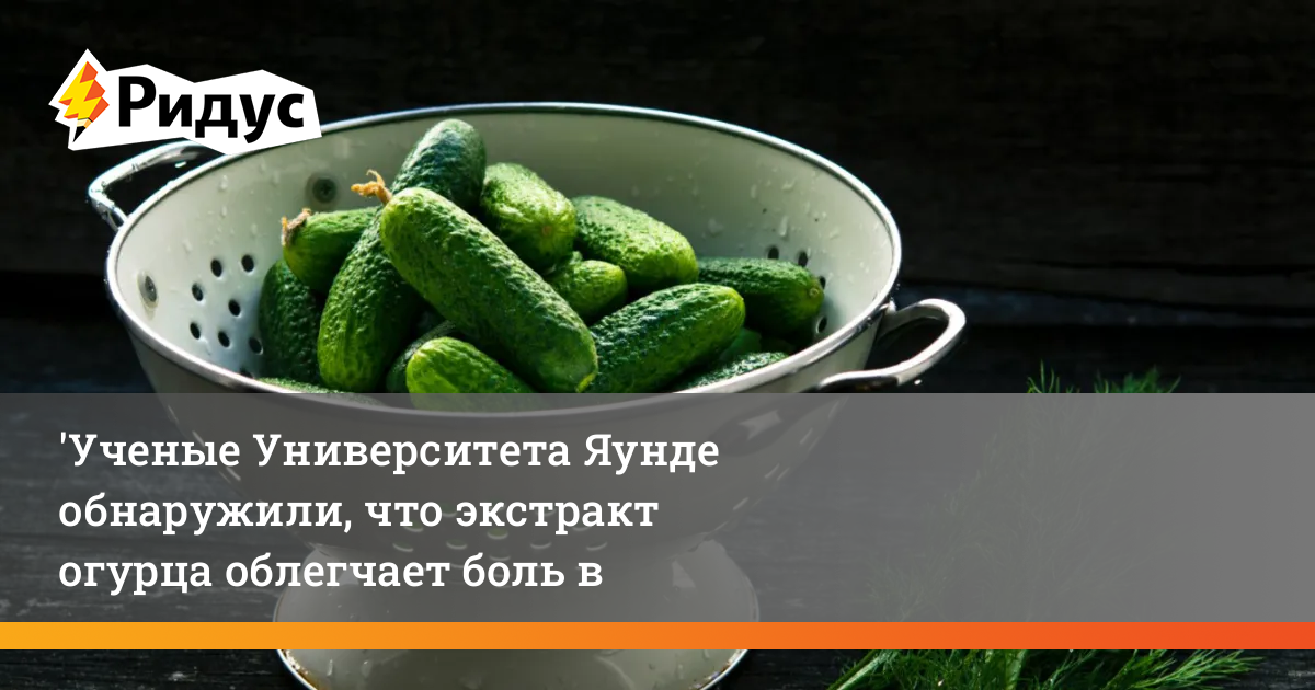 Ученые Университета Яунде обнаружили, что экстракт огурца облегчает ...